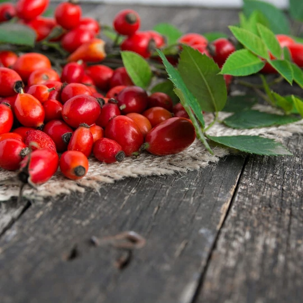 Dzika róża świeże owoce na nalewki i inne dary nat - 12479602963 ...