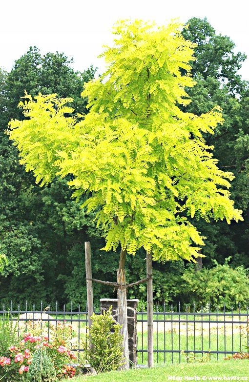 Robinia Akacjowa Akacja Złota Frisia na pniu - 8282508795 - oficjalne ...
