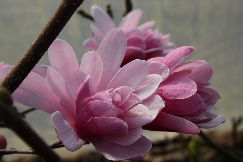 Magnolia RASPBERRY FUN różowa obfite kwitnienie - 13426206465 ...