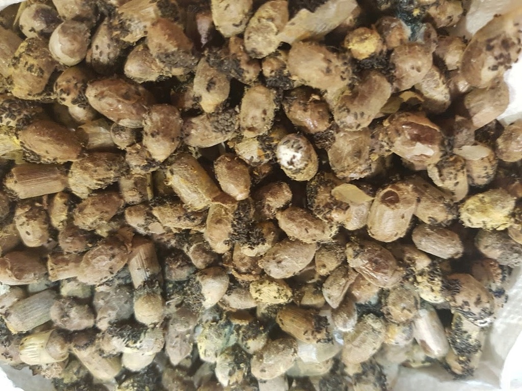 pszczoła murarka rogata (nie ogrodowa) kokony - 14799269124 - oficjalne ...