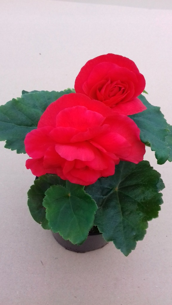 BEGONIA BULWIASTA NONSTOP DEEP ROSE duża sadzonka - 9112206442 ...