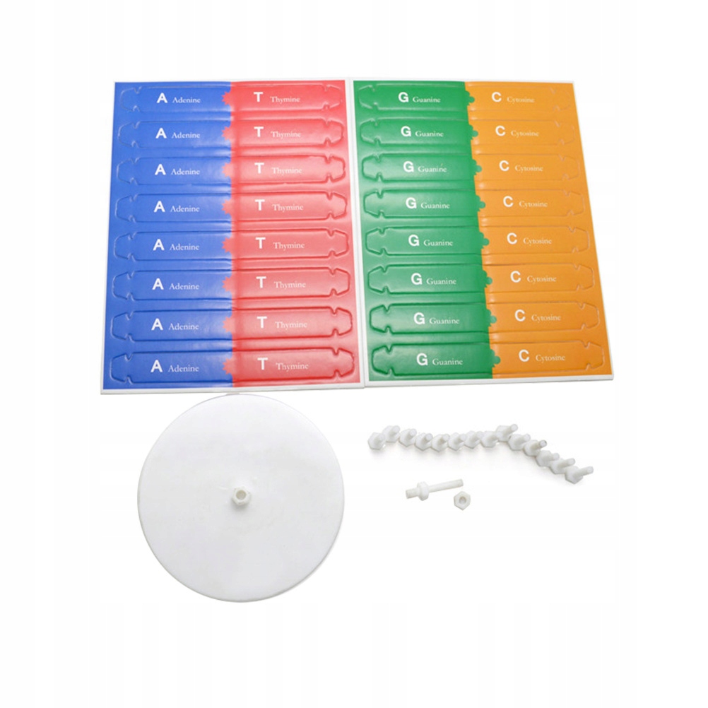 Helisy Dna Model Nauki Dna modele - 12898751879 - oficjalne archiwum ...