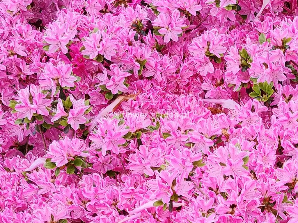 Azalia japońska Kermesina Rose C2 karłowa - 13049234167 - oficjalne ...