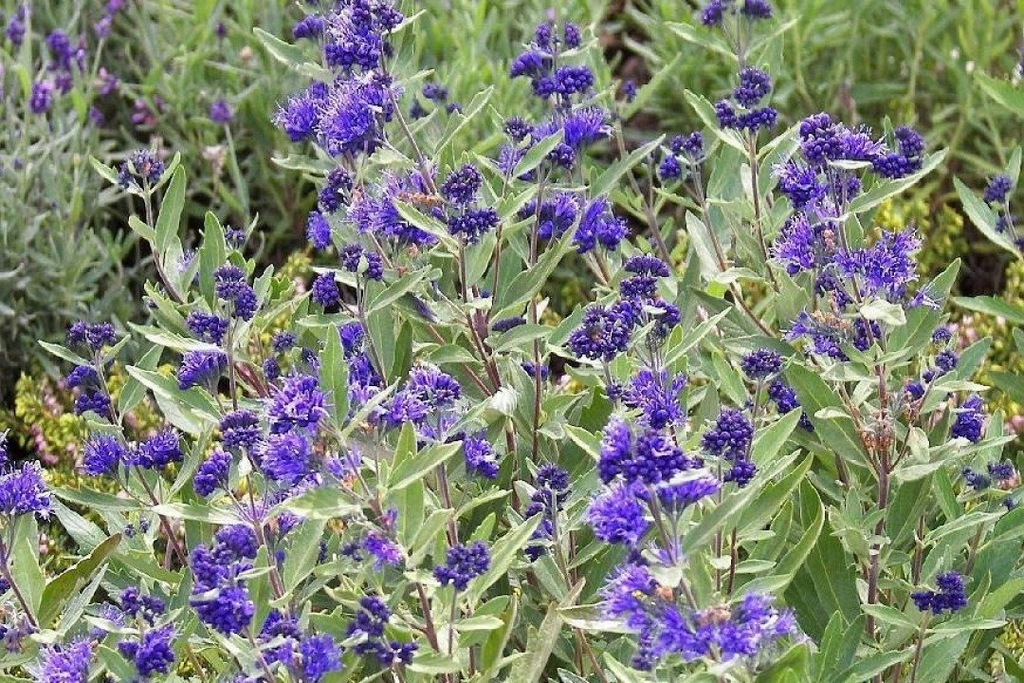 BARBULA KLANDOŃSKA KEW BLUE ATRAKCYJNY KRZEW P - 12431976668 ...