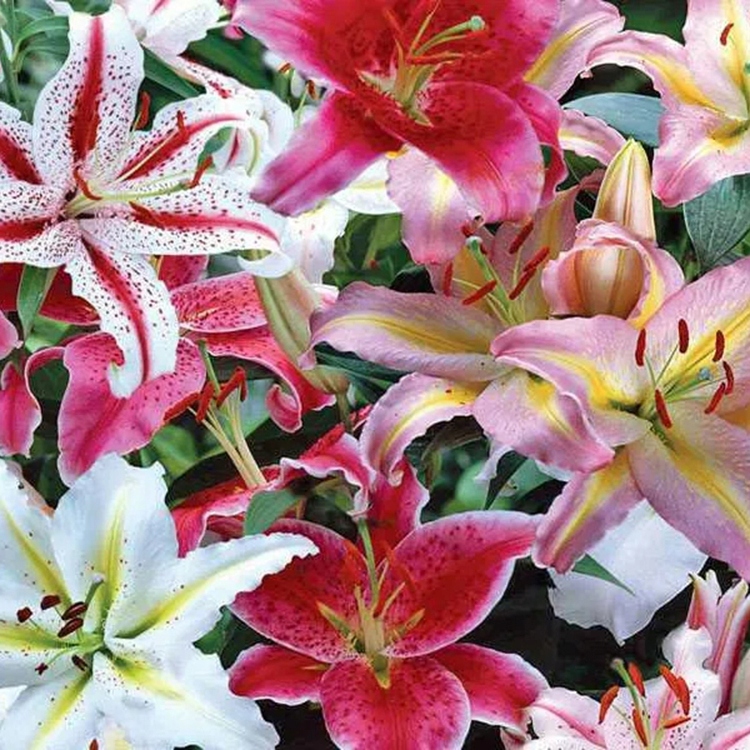 Lilie drzewiaste mix odmian duże cebulki 20/22 lub 24+ opakowanie 10 ...