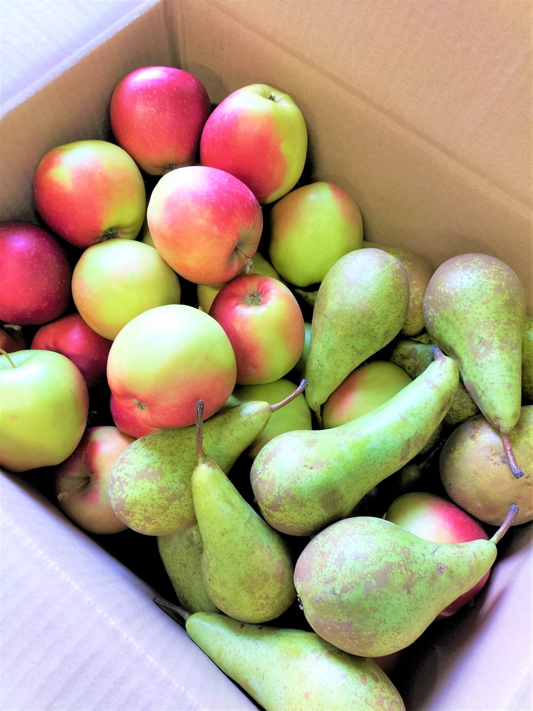 ZDROWY BOX - mix świeże jabłka 5kg + 5 kg gruszka - 12994043507 ...