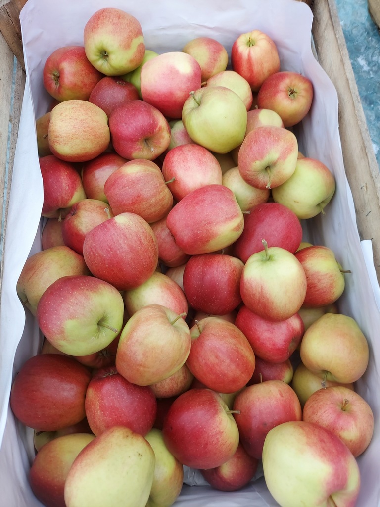 JABŁKO LIGOL 10KG ŚWIEŻE POLSKA SOCZYSTE - 11544754080 - oficjalne ...