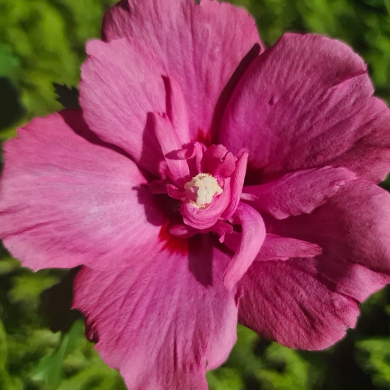 HIBISKUS FLOWER TOWER RUBY NOWOŚĆ C3 50cm PĄKI - 12357013180 ...