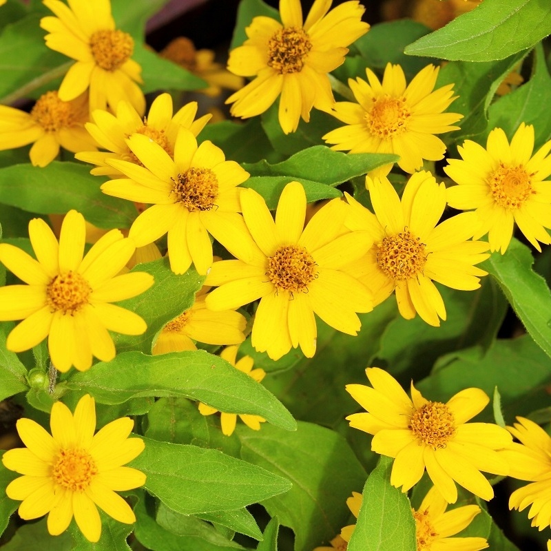 Melampodium - ZŁOCISTA PIĘKNOŚĆ! - Nasiona - 13045082023 - oficjalne ...