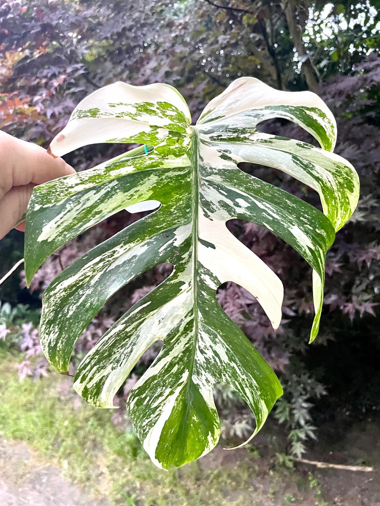 Monstera deliciosa tricolor variegata nr 38 cięta - 14006262213 ...