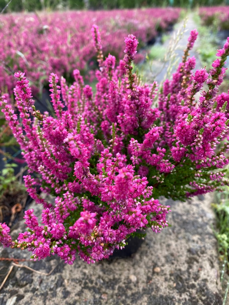 wrzosy wrzośce doniczka 11 pakiet 50szt - 9661379647 - oficjalne ...