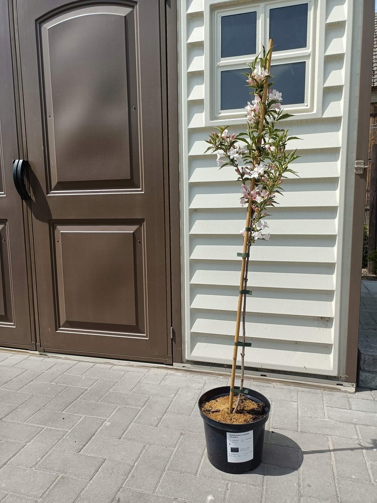 Krzewuszka SPLENDID forma pienna na pniu jasny róż - 12717183238 ...