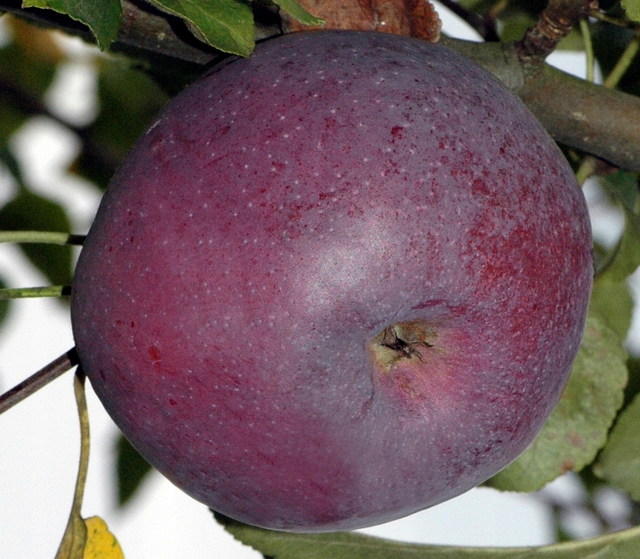 JABŁOŃ SPARTAN -WYBITNY AROMAT, SŁODKICH OWOCÓW. WYBÓR EKSTRA, POD ...