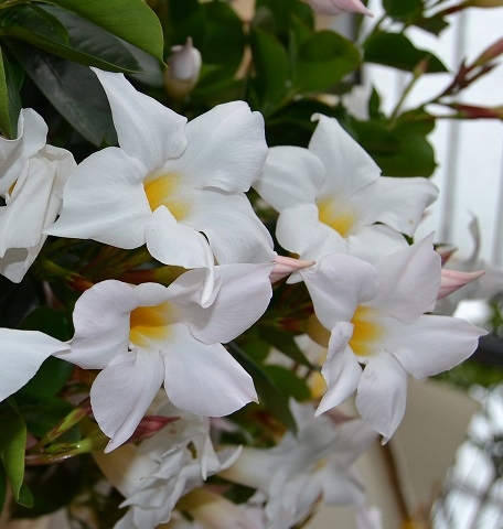 Mandevilla Rio White BIAŁA SUNDAVILLE - 12875766024 - oficjalne ...