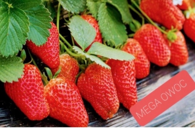 ELSANTA sadzonka truskawki Truskawka kopana - 12453233042 - oficjalne ...