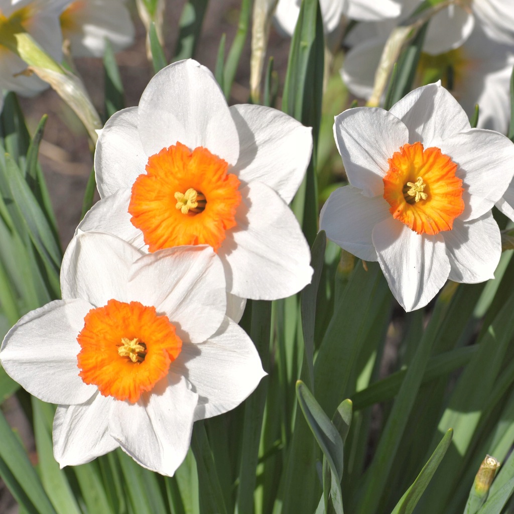 NARCYZ cebulki MIX KOLORÓW ZESTAW narcyzów 10 SZT. - 14233235338 ...