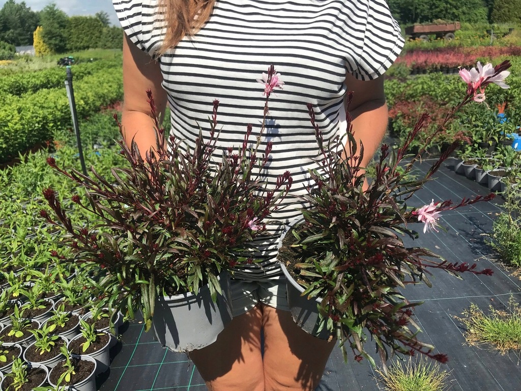 GAURA PASSIONATE BLUSH DŁUGOKWITNĄCA SADZONKA 2L - 11759574302 - oficjalne archiwum Allegro