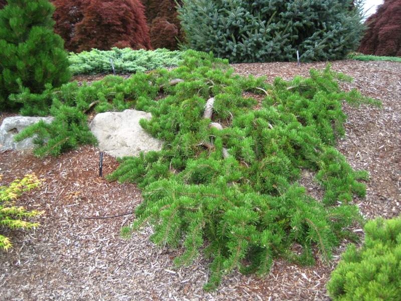 OGRODOWY CUDAK Sosna Banksa 'Velda Hostplatz' - 14044130446 - oficjalne ...