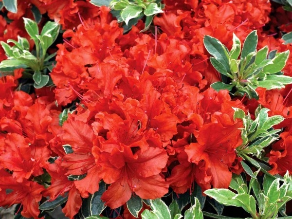 Azalia japońska HOT SHOT VARIEGATA Obrzeżony liść - 11326999411 ...