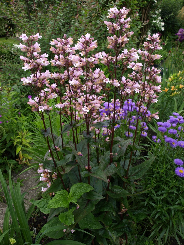 Penstemon naparstnicowaty - Penstemon digitalis - 13711655270 ...