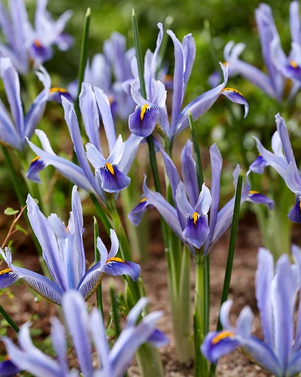 irys niski angela NOWOŚĆ ! SADZONKA - wczesny jak krokusy zawilce ...