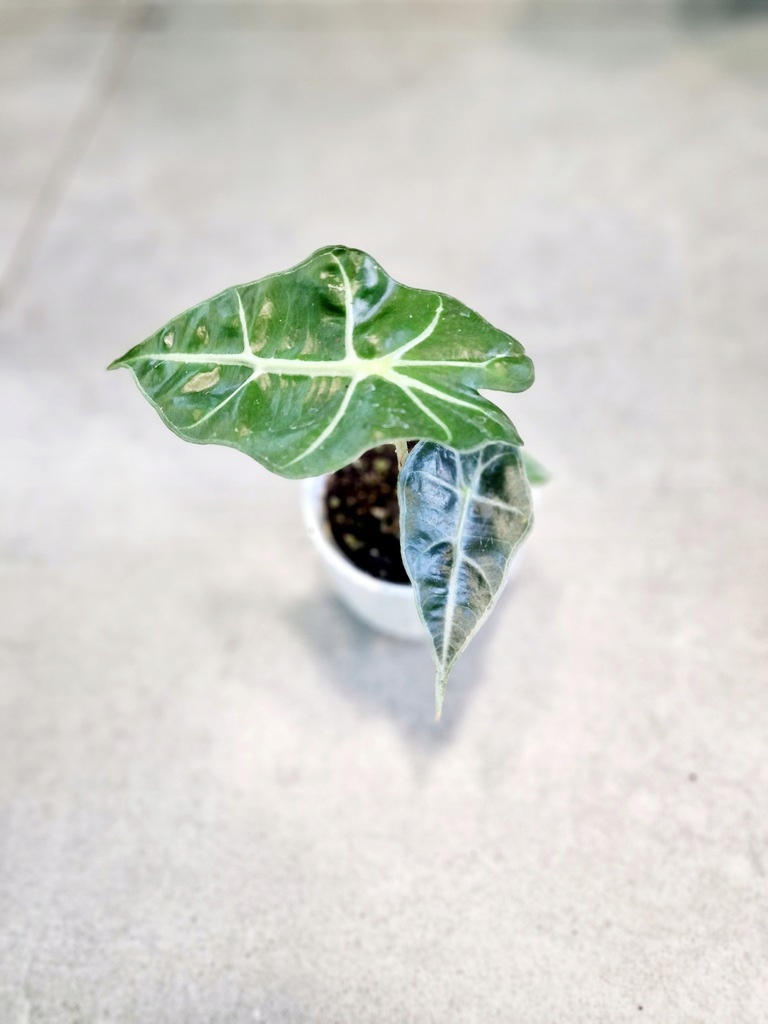 Alokazja Alocasia Courly Bambino Piękna rozmiar s. - 13130872141 ...