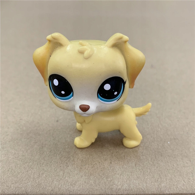 LPS krótki krótkowłosy kot kotek pies jamnik Colli - 13429548614 ...