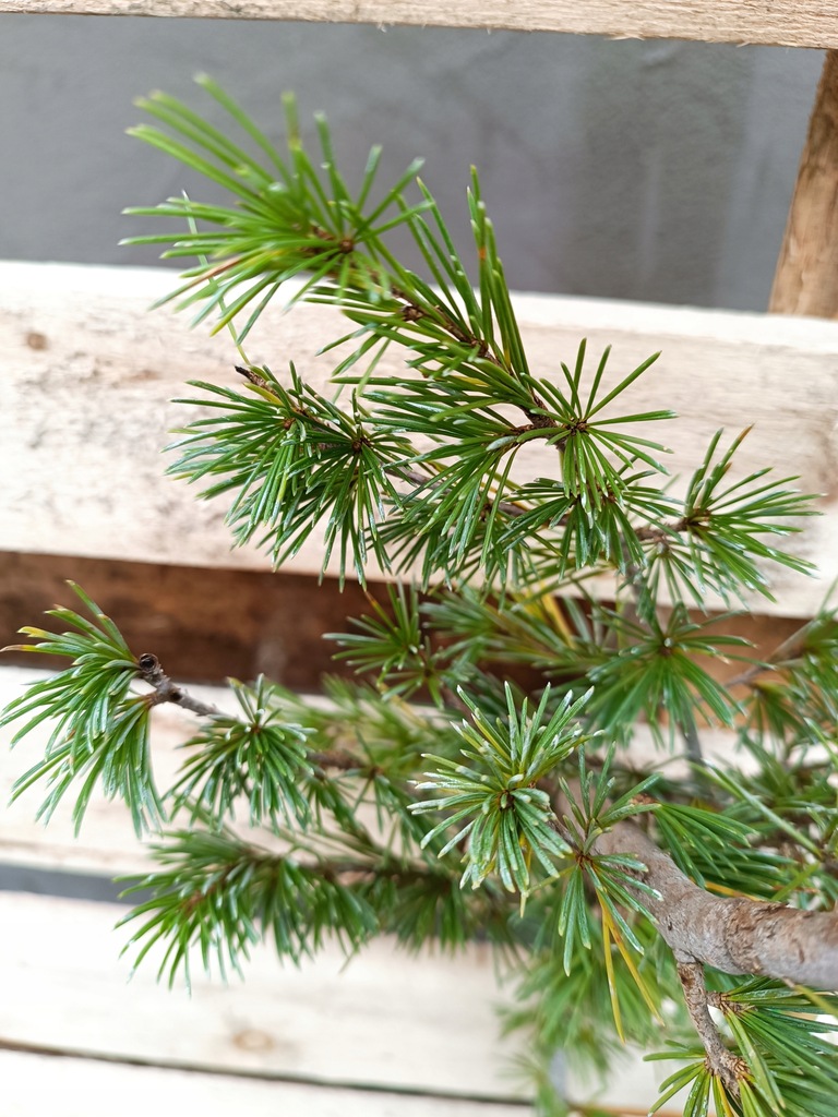 Cedrus Libani Cedr Libański - 13391600724 - oficjalne archiwum Allegro