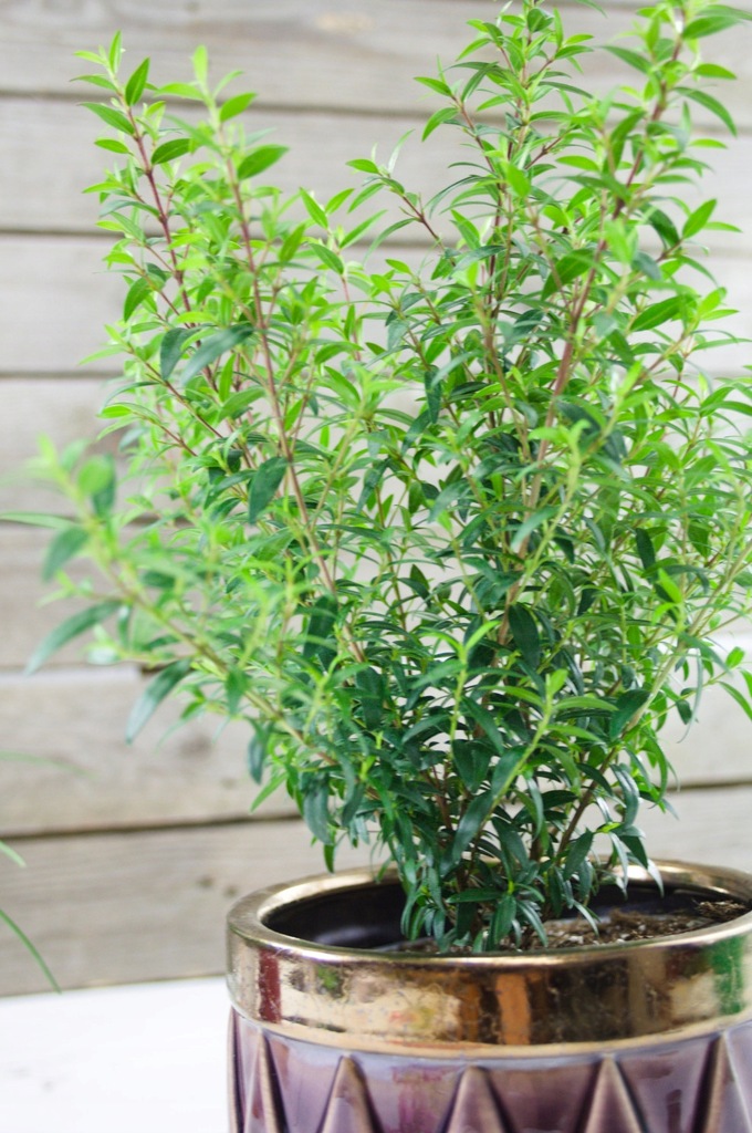 Roślina doniczkowa Mirt Sadzonka w doniczce Mirtus - 13289797695 ...