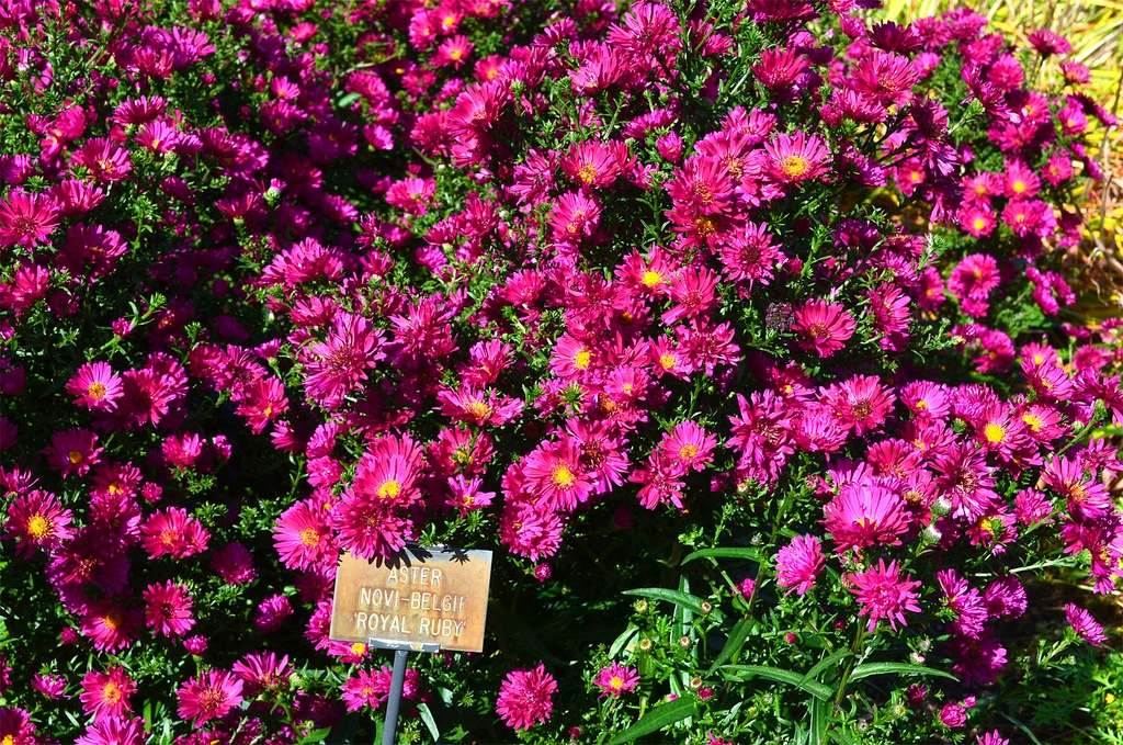 ASTER ROYAL RUBY Doniczka P9 WIELOLETNI JESIENNY - 10144604901 ...