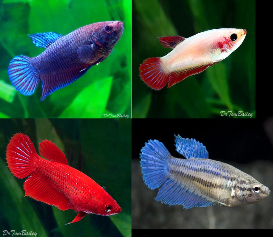 BOJOWNIK SAMICA różne kolory - EKH WAWA - 7314499201 - oficjalne ...