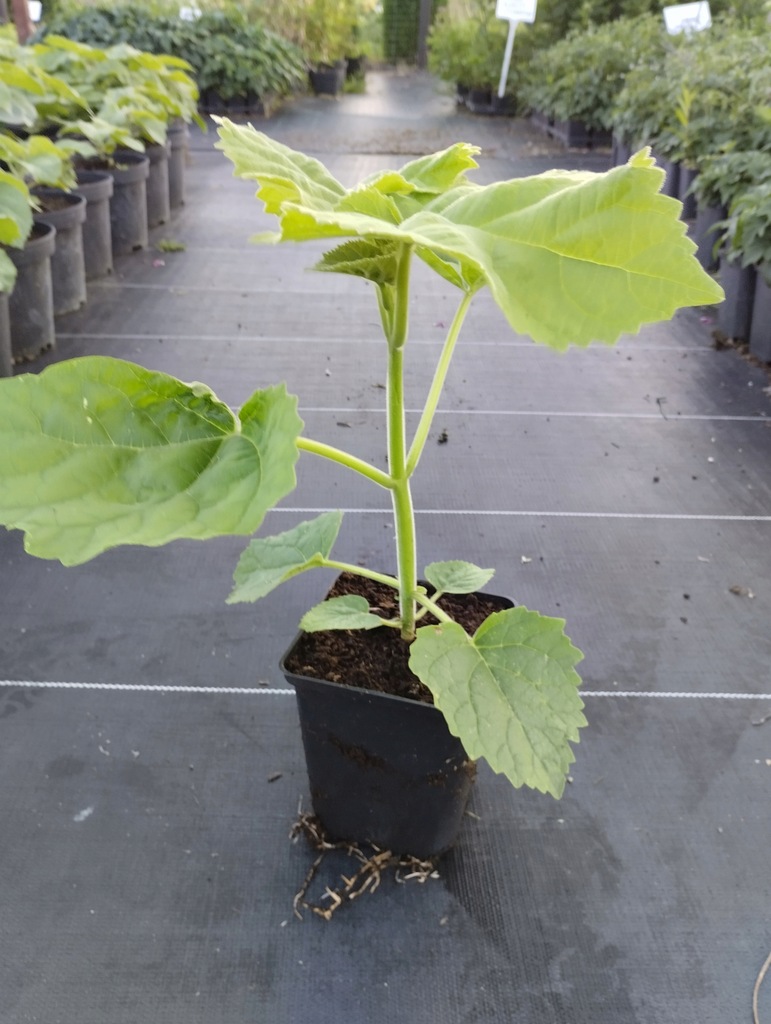 PAULOWNIA OMSZONA drzewo tlenowe OXYTREE sadz. P11 - 14191363307 ...