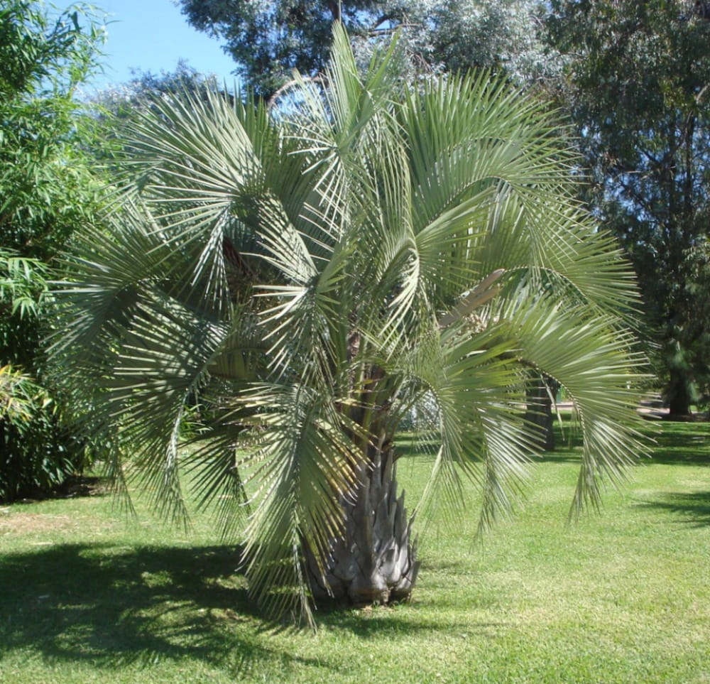 Butia Yatay Palma Bucja Mrozoodporna -12 C - 10513421365 - oficjalne ...