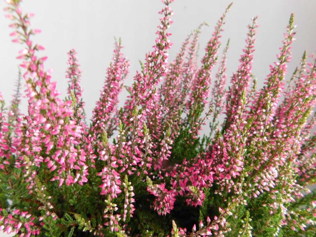 Wrzos Czerwony zimujący Athene DUŻA GĘSTA SADZONKA - 14168430425 ...