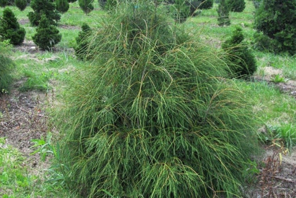 Thuja Żywotnik zachodni Filiformis PŁACZĄCA - 11931055406 - oficjalne ...