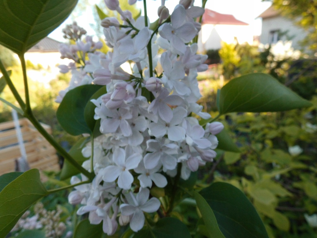 BEZ LILAK kremowo-różowy unikat! - 12802269081 - oficjalne archiwum Allegro