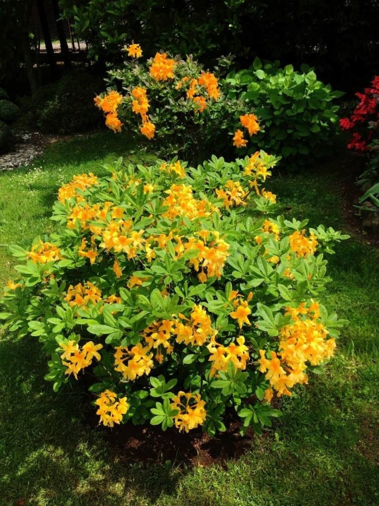 Azalia pontyjska - pachnąca !! 2l - 12488609116 - oficjalne archiwum ...