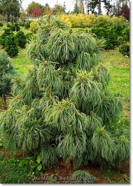 Pinus koraiensis 'Jack Corbit' - kapitalna !!! - 14481126694 ...