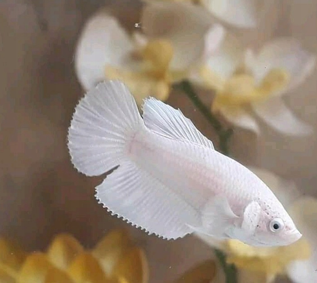 Bojownik SAMICA BIAŁA - HALFMOON - Betta -WYSYŁKA - 13060622291 ...