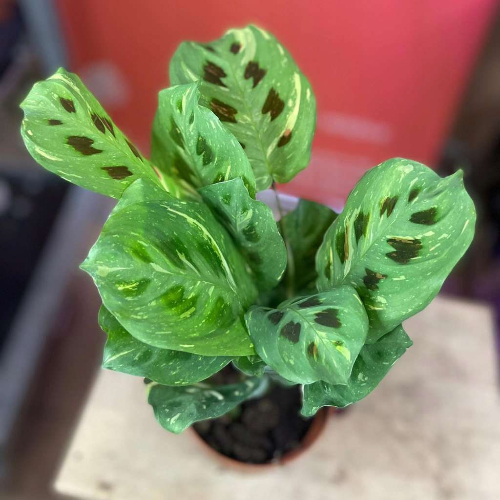 Maranta kerchoveana 'Variegata' DØ12cm - 14797614995 - oficjalne ...