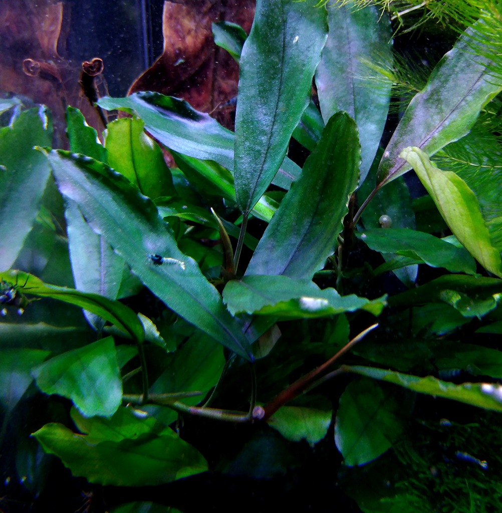 Bucephalandra Silver Powder - uprawa podwodna - 8781286428 - oficjalne ...