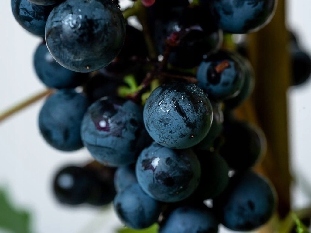 Winorośl MUSCAT BLEU - w P11 wysokość 70-90 cm - 14376924653 ...