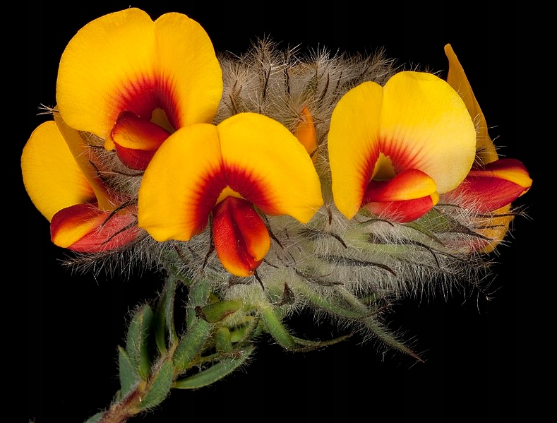 Urodon dasyphyllus - Australijska piękność NASIONA - 8534743888 ...