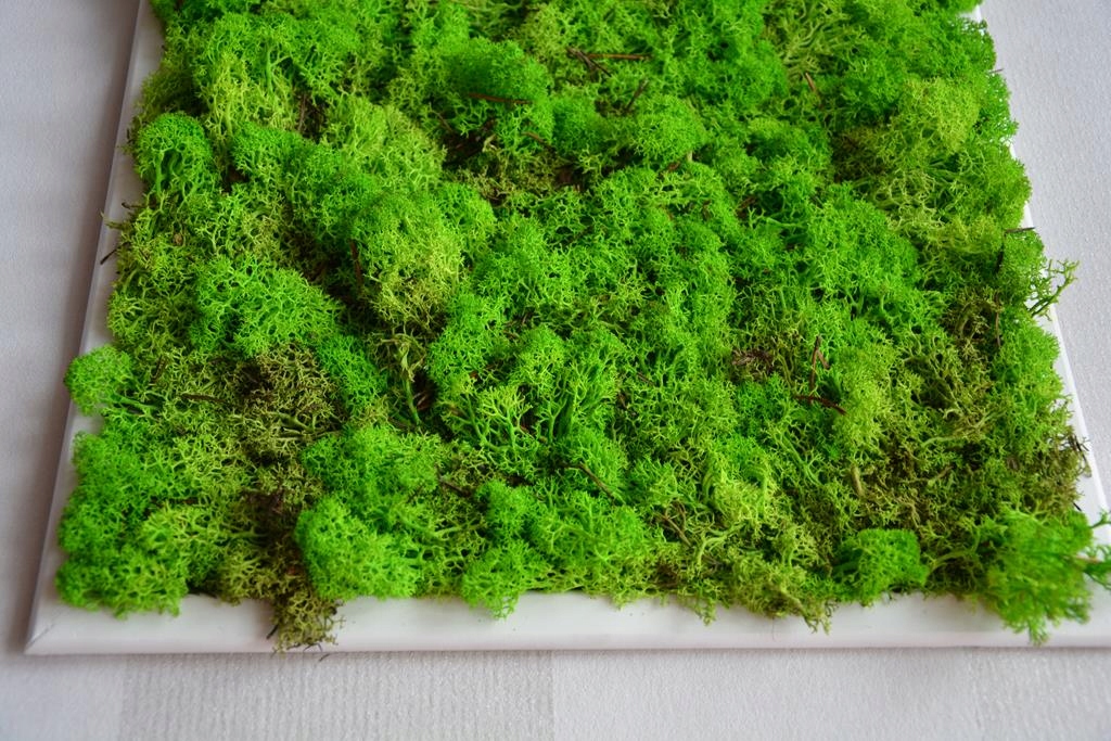 mech CHROBOTEK preparowany urodziny obraz eko - 9919235486 - oficjalne ...