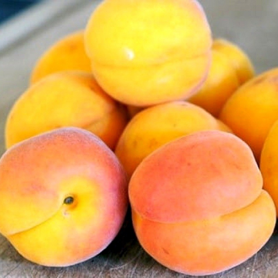 Morela EARLY ORANGE WCZESNA SOCZYSTA - 14124792047 - oficjalne archiwum ...