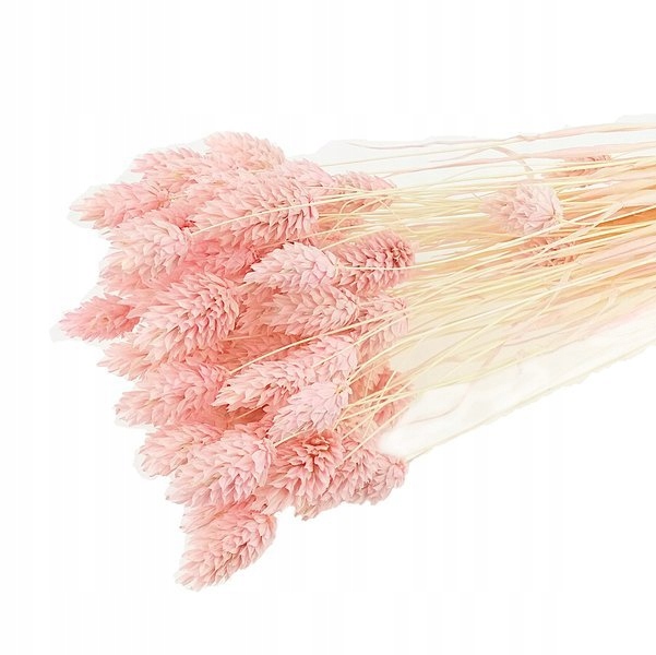 KANAR BLADORÓŻOWY Phalaris trawa na stroiki suszki - 12710160809 ...