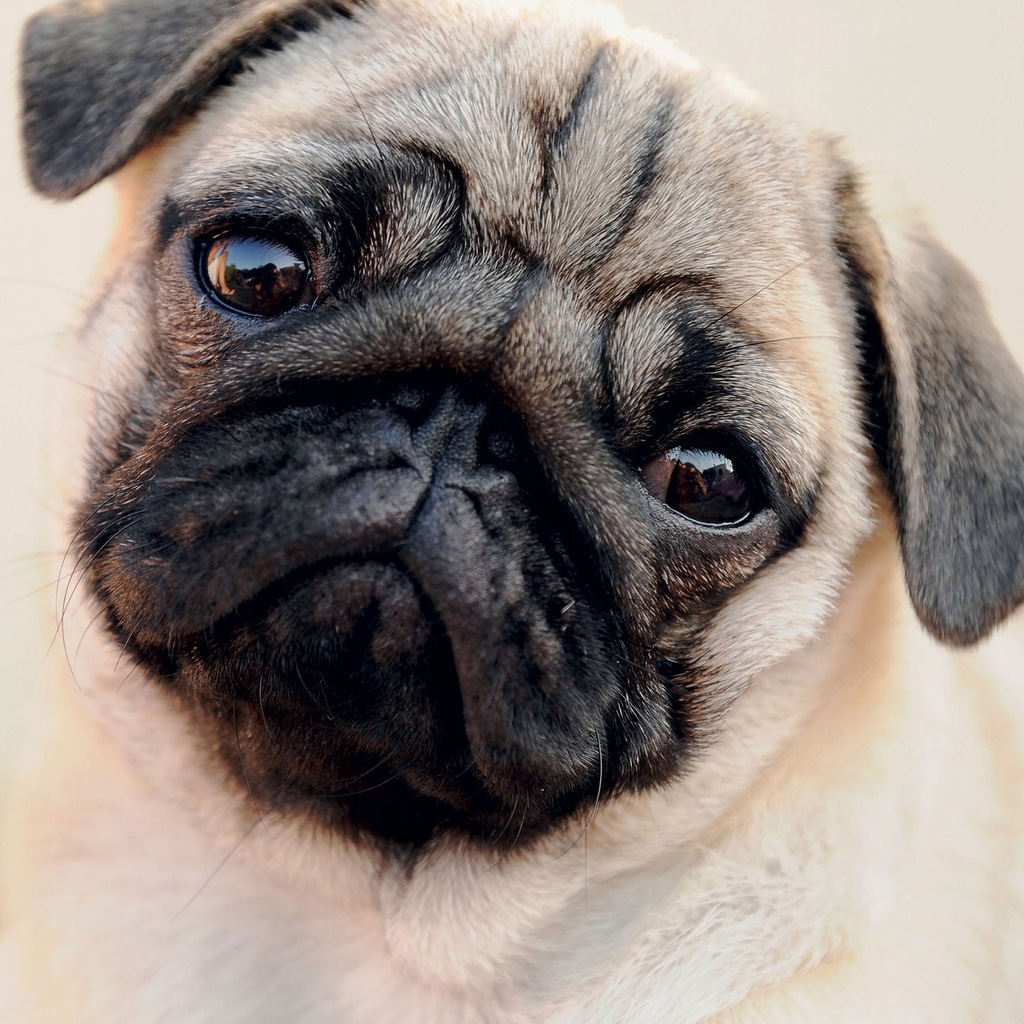 KALENDARZ ścienny 2023 --- PUGS - MOPSY pieski psy - 12813544353 - oficjalne archiwum Allegro