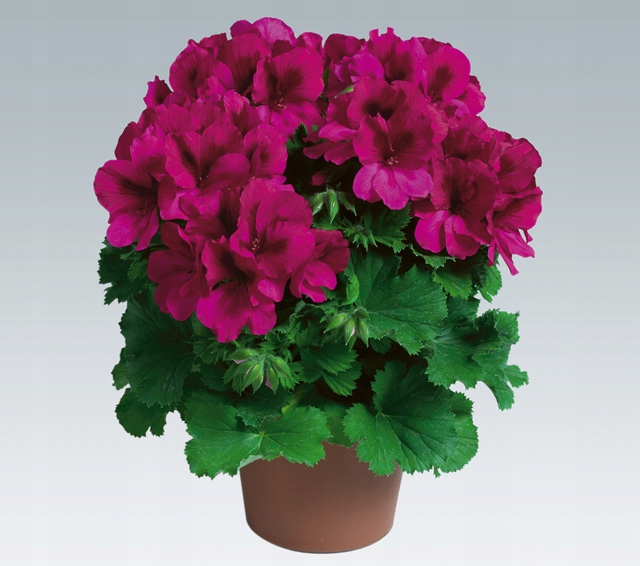Pelargonia Grandiflora Aristo Burgundy angielska - 13249249944 ...