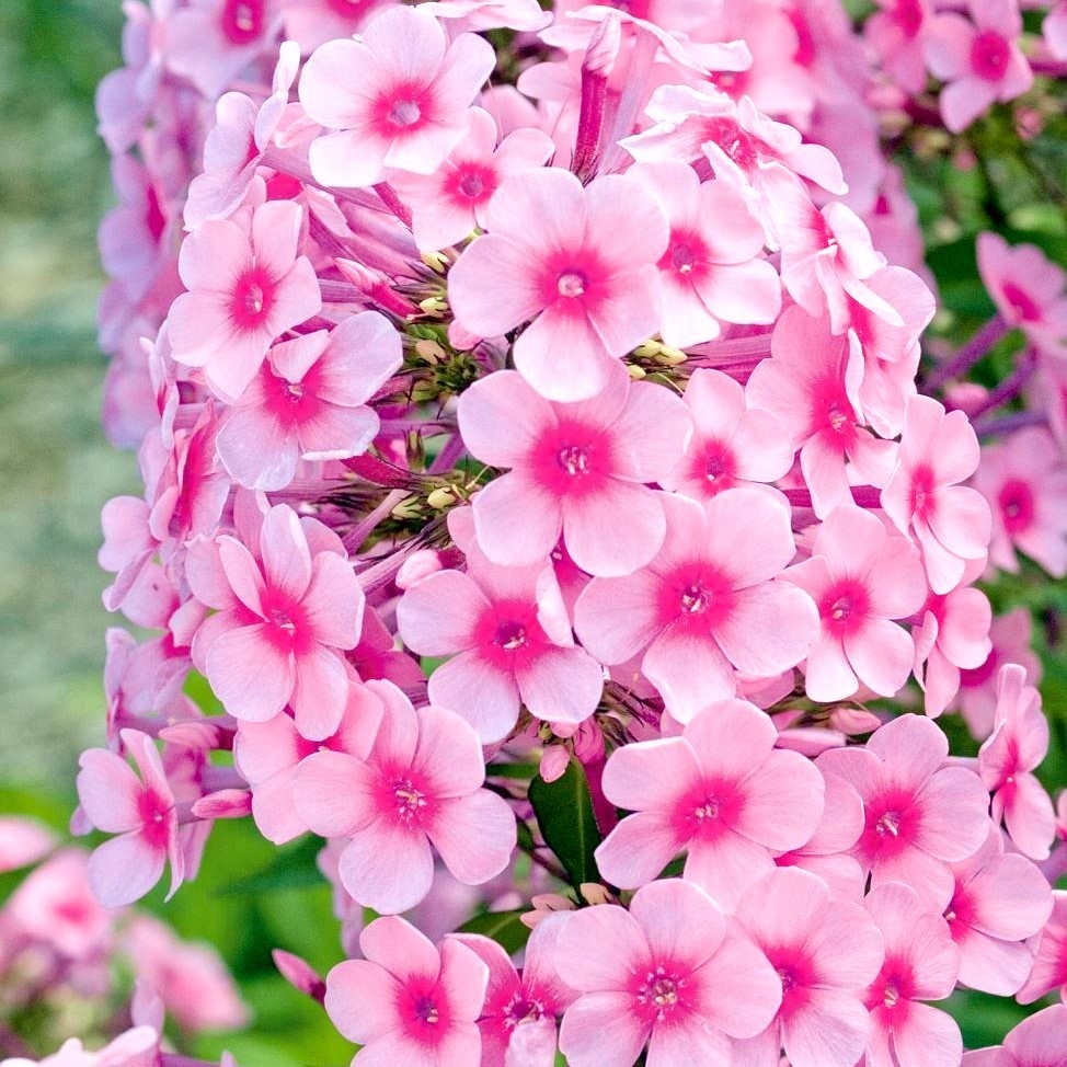 Floks - Płomyk wiechowaty - Neon Flare SADZONKA - 14931203269 ...