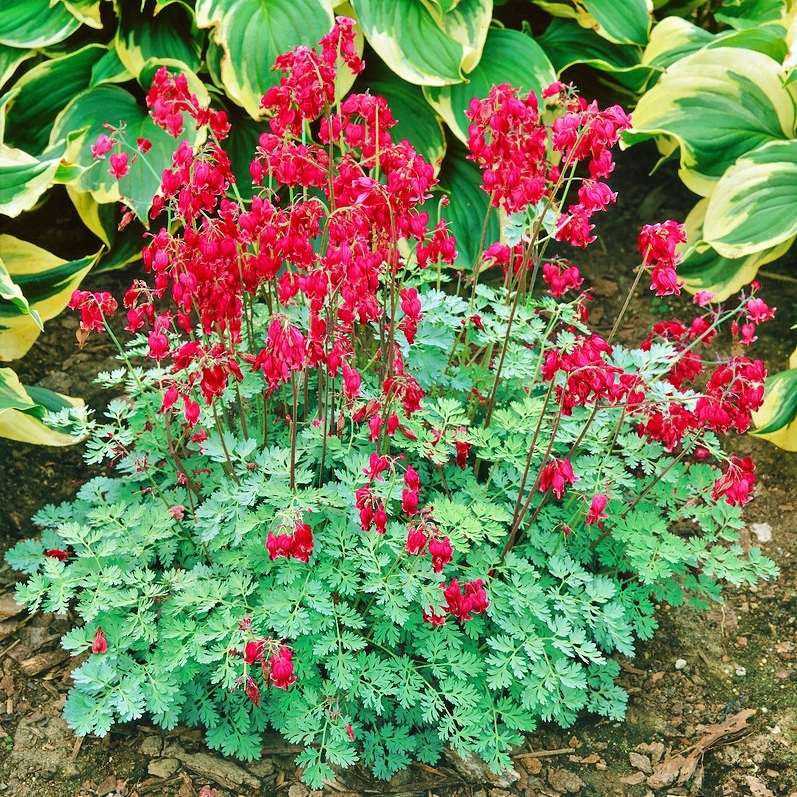 Serduszka Okazała MOCNO CZERWONA DUŻE SADZONKI P14 - 14169257146 ...